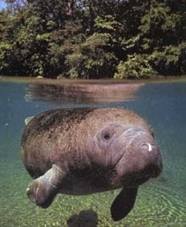 ECOTIERRA: "Por un manatí cientifico": Ecosistemas de agua dulce 6°
